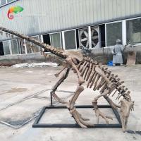 China Fiberglass Real Size Gasosaurus Dinosaurs Skeleton Replicas for Museum Display for sale