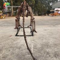 China CE Jurassic Park Dinosaur Skeleton Replica Shunosaurus Skeleton weather reistance for sale