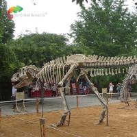 China length 15m Museum Quality Dinosaur Replicas T Rex Skull water repellent for sale