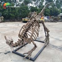 China Fiberglass Real Size Gasosaurus Dinosaurs Skeleton Replicas for Museum Display for sale