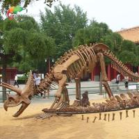 China Road Decoration Dinosaur Triceratops Skeleton for sale