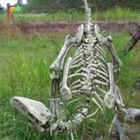 China Fiberglass Real Size Gasosaurus Dinosaurs Skeleton Replicas for Museum Display for sale
