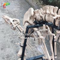 China Highly Detailed Outdoor Decor Resin Dinosaur Skeleton Replica T-Rex Skeleton for sale