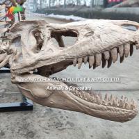 China Highly Detailed Outdoor Decor Resin Dinosaur Skeleton Replica T-Rex Skeleton for sale