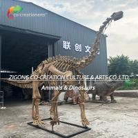 China Authentic Personalized Dinosaur Skeleton Model For Outdoor Decoration Shunosaurus Skeleton Replicas for sale