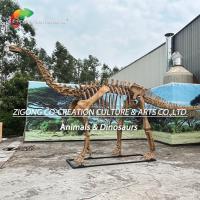 China Authentic Personalized Dinosaur Skeleton Model For Outdoor Decoration Shunosaurus Skeleton Replicas for sale