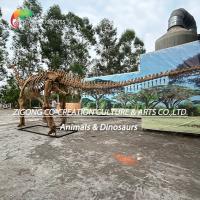 China Authentic Personalized Dinosaur Skeleton Model For Outdoor Decoration Shunosaurus Skeleton Replicas for sale