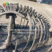 China Fiberglass Dinosaur Skeleton Fossil Remains Parasaurolophus Skeleton Replicas for sale