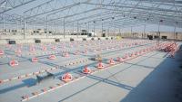 China Prefabricated Steel Structure Poultry House with 50-100mm Insulation and Hot-Dip Galvanized H-Section Steel Frame for sale
