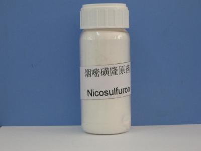 China Nicosulfuron 97% TC,Systemic Selective Broadleaf Weed Killer,Off-white powder for sale