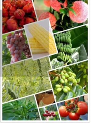 China 25057-89-0 Agrochemical Pesticides Herbicide Bentazone 95%TC for sale