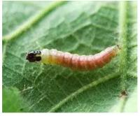 China Nitenpyram 10%SL Agrochemical Highly Effective Systemic Insecticide for sale