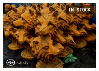 China TJ-005 Three wolf head for sale