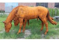 China Horse G1276 for sale