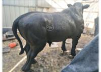 China NS-1578 for sale