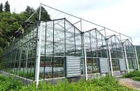 China UV Protection Greenhouse Glass Panels Impact Resistant 4mm Tempered Horticultural Glass 92% PAR Transmission for sale