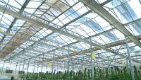 China Customizable Tempered Solar Glass 300x300mm High Transmittance AR Coated for Greenhouse for sale