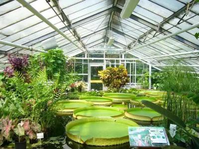 China 4mm Tempered Greenhouse Glass Panels CE Approved High Light Transmittance Float Glass for sale
