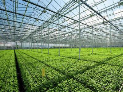 China High Transmittance Tempered Solar Glass 300x300mm Custom Size Greenhouse Panel for sale