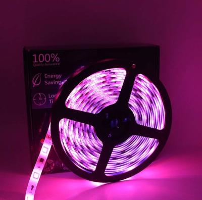 China 2A 36W 5m IP65 12V LED Strip Lights Waterproof for sale