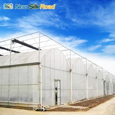 China Customized Tunnel Multi-Span Film Greenhouse 3.5m-5.8m Roof Height with 0.6 kn/㎡ Wind Load for Agriculture for sale