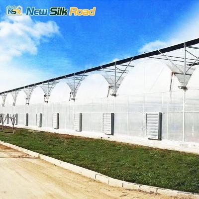 China Tunnel Type Multi-Span Agricultural Film Greenhouse with 6-12m Spans and 3.5-5.8m Roof Height for Hydroponic Farming for sale