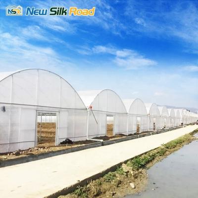 China NSR Tunnel Multi-Span Agricultural Film Greenhouse 6m-12m Span with 0.6kN Wind Load and Custom Sizing for sale