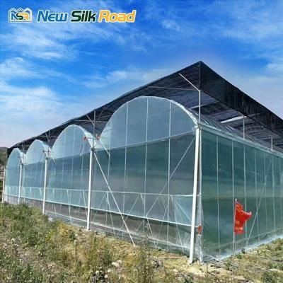 China NSR Tunnel Multi-Span Agricultural Film Greenhouse 6-12m Span with 0.6kN/㎡ Wind Load for Farming and Aquaculture for sale