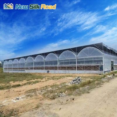 China NSR Tunnel Multi-Span Agricultural Film Greenhouse 3.5m-5.8m Roof Height with 0.6kN Wind Load Capacity for sale