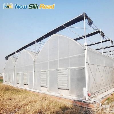 China NSR Gothic Multi-Span Agricultural Film Greenhouse 8m-12m Span with 0.6kN Wind Load and Custom Sizing for sale