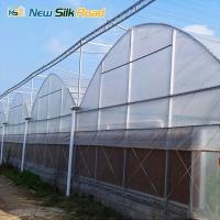 China NSR Gothic Multi-Span Agricultural Film Greenhouse 6m-12m Span with 1.5m-1.8m Shoulder Height for Vegetable Farming for sale
