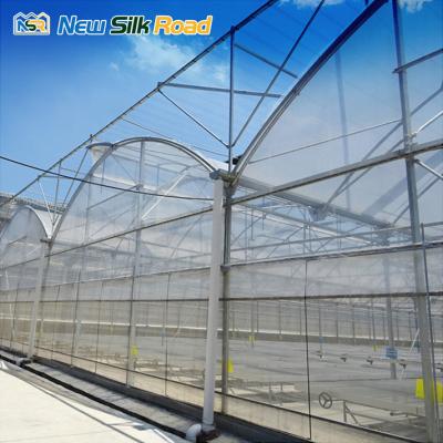 China NSR Gothic Multi-Span Agricultural Film Greenhouse 6-12m Span 3.5-5.8m Height for Hydroponic Farming for sale