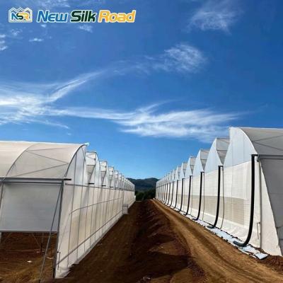 China NSR Sawtooth Multi-Span Agricultural Film Greenhouse 6m-12m Span with 0.6kn/㎡ Wind Load for Hydroponic Planting for sale