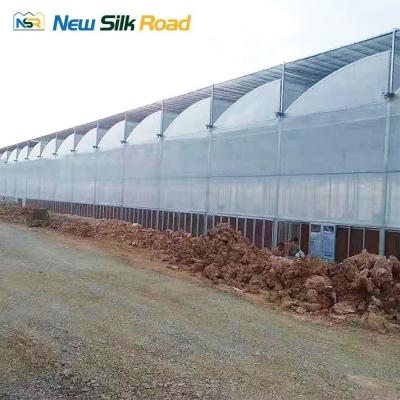 China NSR Sawtooth Multi-Span Agricultural Film Greenhouse 6m-12m Span with 0.6 kn/㎡ Wind Load for sale