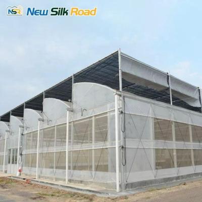 China NSR Sawtooth Multi-Span Agricultural Film Greenhouse 6m-12m Span with 0.6kN/㎡ Wind Load for Coastal Areas for sale
