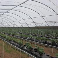 China NSR Multi-Span Agricultural Greenhouse 6-12m Span with 0.5 kn/m2 Wind Load for Hydroponic Strawberries for sale
