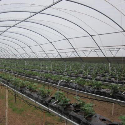 China NSR Multi-Span Agricultural Greenhouse 6-12m Span with 0.5 kn/m2 Wind Load for Hydroponic Strawberries for sale
