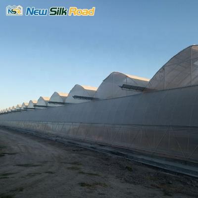 China Korean Style Multi-Span Agricultural Film Greenhouse 6m-12m Span with 0.6kN Wind Load for Uzbekistan Climate for sale