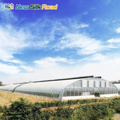 China NSR Single Span Plastic Film Greenhouse 5-12m Span with 20-Year Galvanized Steel Frame and Climate Control Systems for sale