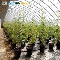 China Single Span Plastic Film Greenhouse 5-12m Width with Hot-Dip Galvanized Steel Frame for Vegetable Farming for sale