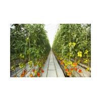 China 5.8m Section Hydroponic NFT System with 18x16cm U-Type Trough for Greenhouse Vegetable and Fruit Cultivation for sale