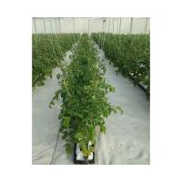 China 5.8m Section Hydroponic NFT System with 18x16cm U-Type Trough for Greenhouse Vegetable and Fruit Cultivation for sale