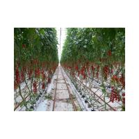 China 5.8m Section Hydroponic NFT System with 18x16cm U-Type Trough for Greenhouse Vegetable and Fruit Cultivation for sale