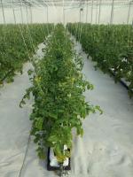 China U-Type Soilless Cultivation Trough 18×16cm for Vegetables Fruits Flowers Strawberry Farming with 2.0mm Thickness for sale