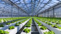 China PVC NFT Hydroponics System 2-5.8m Length with 1.8mm/2.0mm Thickness for Water-Saving Vegetable Cultivation for sale