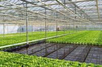 China PVC NFT Hydroponics System 2-5.8m Length with 1.8mm/2.0mm Thickness for Water-Saving Vegetable Cultivation for sale