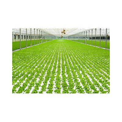 China Large PVC DWC Aquaponics Farm System 100×60×3cm & 120×60×3cm for High-Density Soilless Agriculture and Seedling Cultivation for sale