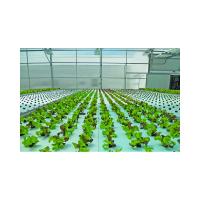 China Large PVC DWC Aquaponics Farm System 100×60×3cm & 120×60×3cm for High-Density Soilless Agriculture and Seedling Cultivation for sale
