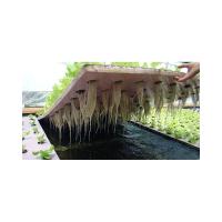 China Large PVC DWC Aquaponics Farm System 100×60×3cm & 120×60×3cm for High-Density Soilless Agriculture and Seedling Cultivation for sale