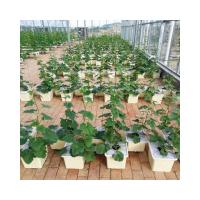 China PE Coated Rectangular Plastic Dutch Bucket 30x25x23cm for Hydroponic Tomato Growing in Greenhouses for sale